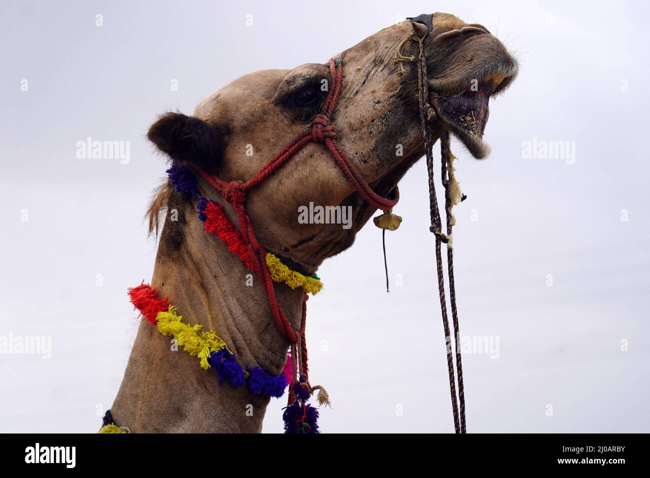 Worlds largest camel fairs hi-res stock photography and images - Alamy
