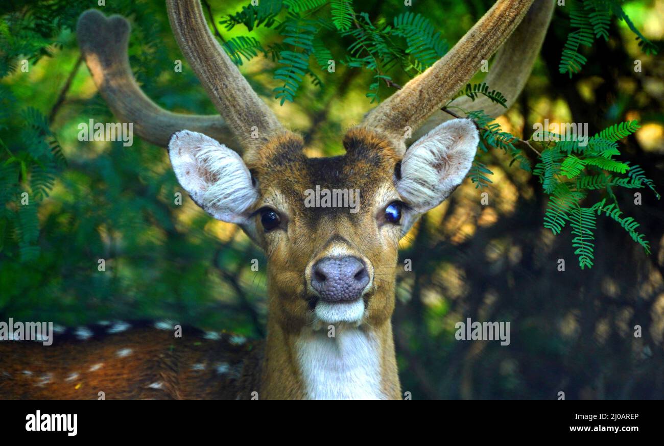A Spotted Deer Inside the Garden in Pushkar, The Indian State of ...