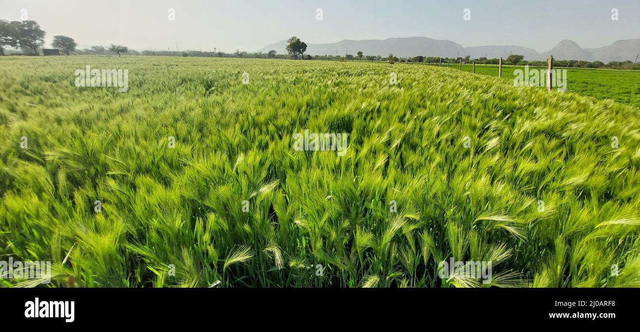 Check wheat crop in fields on the outskirts village of Ajmer, in the ...