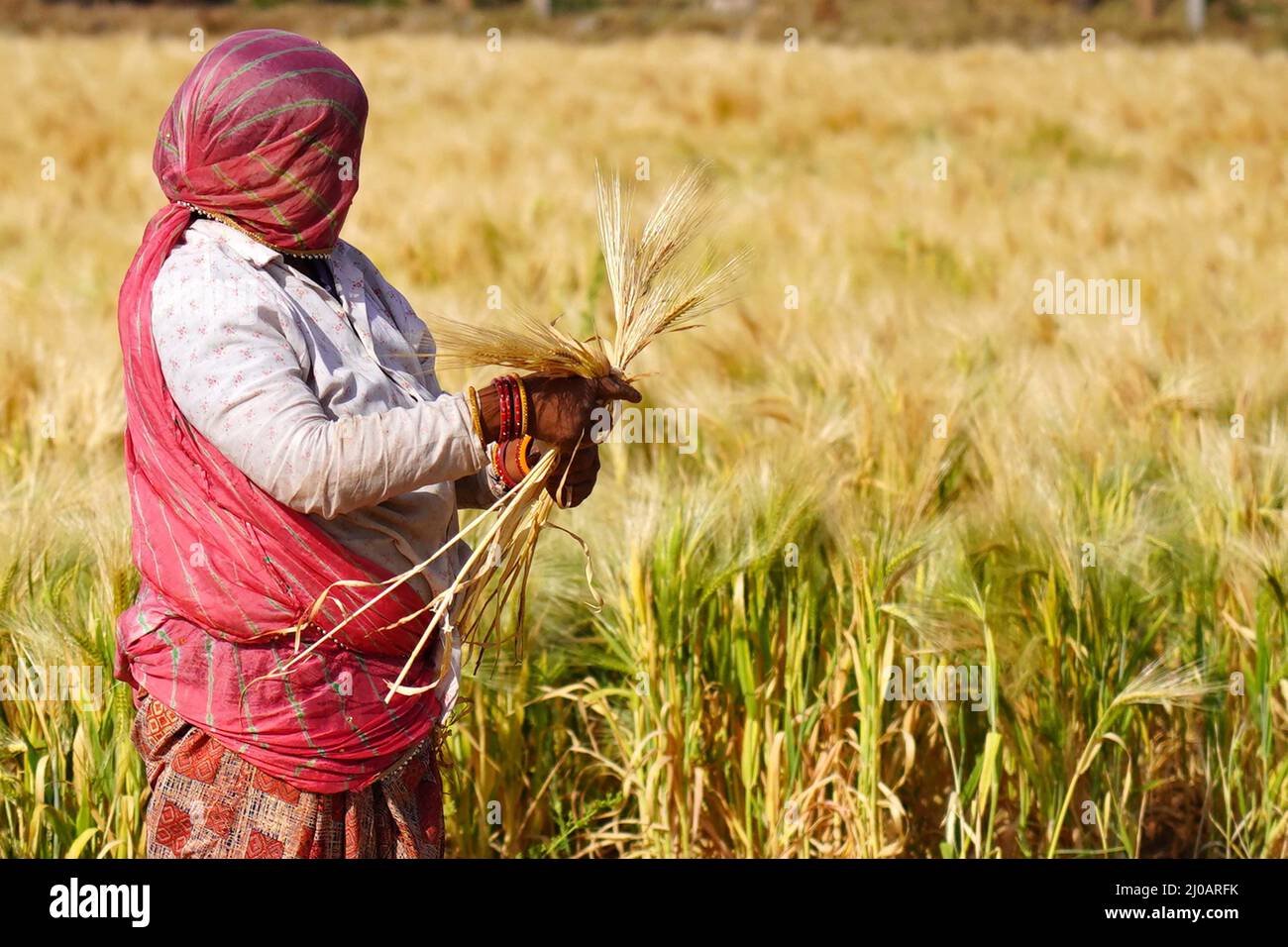 Indian Farmer Harvest Wheat Crop on The Outskirts Of Ajmer, Rajasthan ...