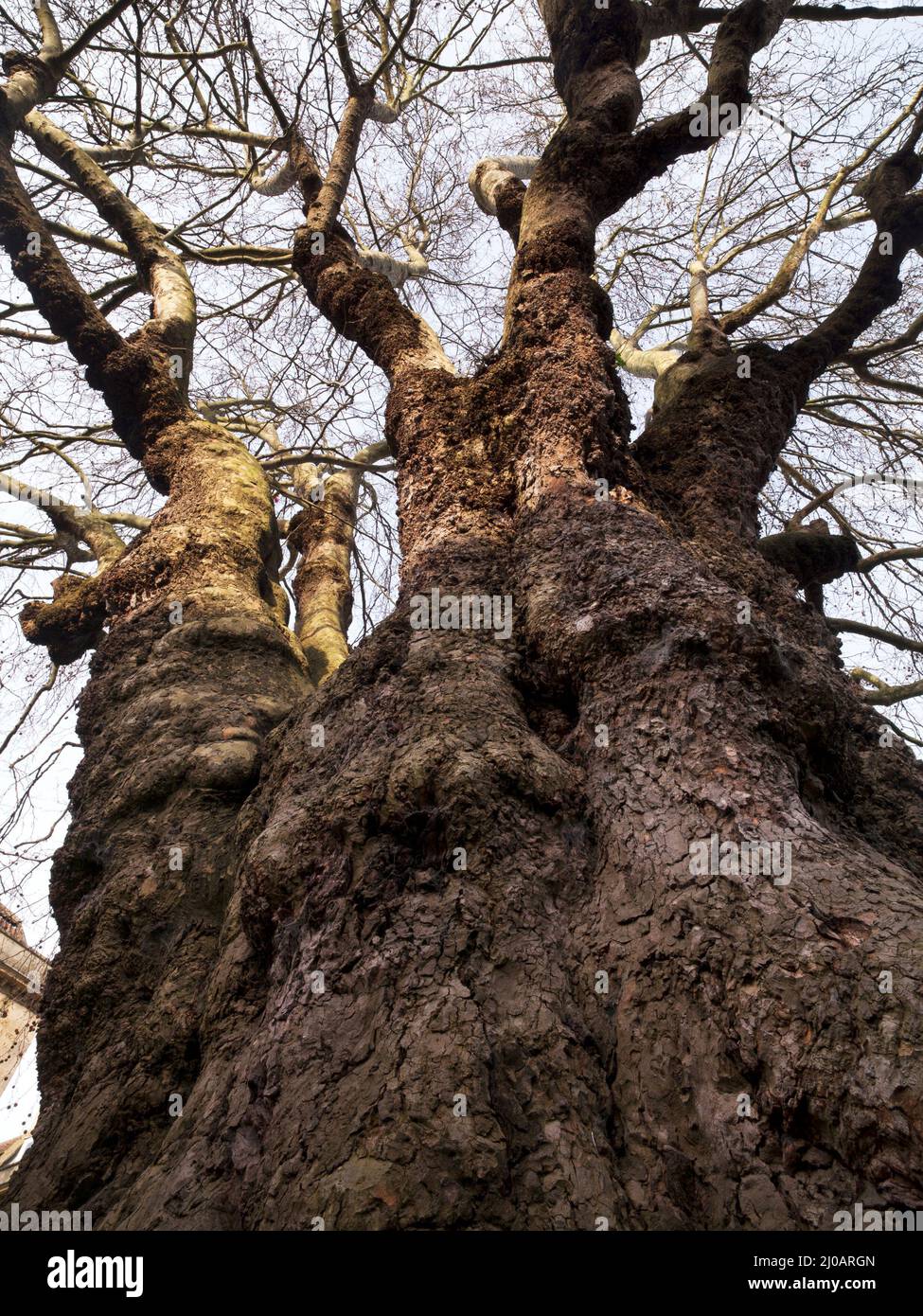 Lumpy hi-res stock photography and images - Alamy