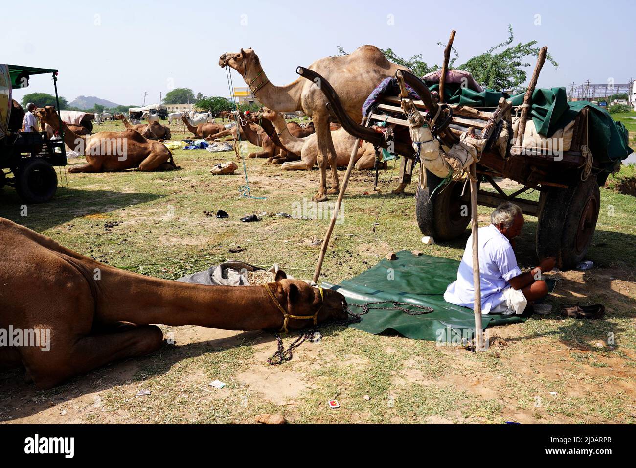An Indian Camel Trader with his camels at the cattle fair, where ...