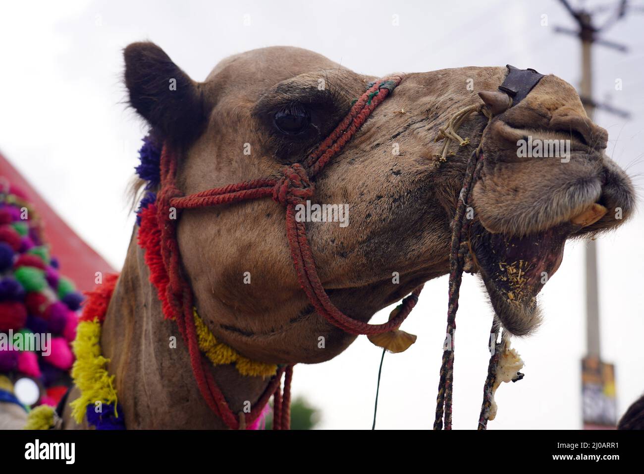 Worlds largest camel fairs hi-res stock photography and images - Alamy