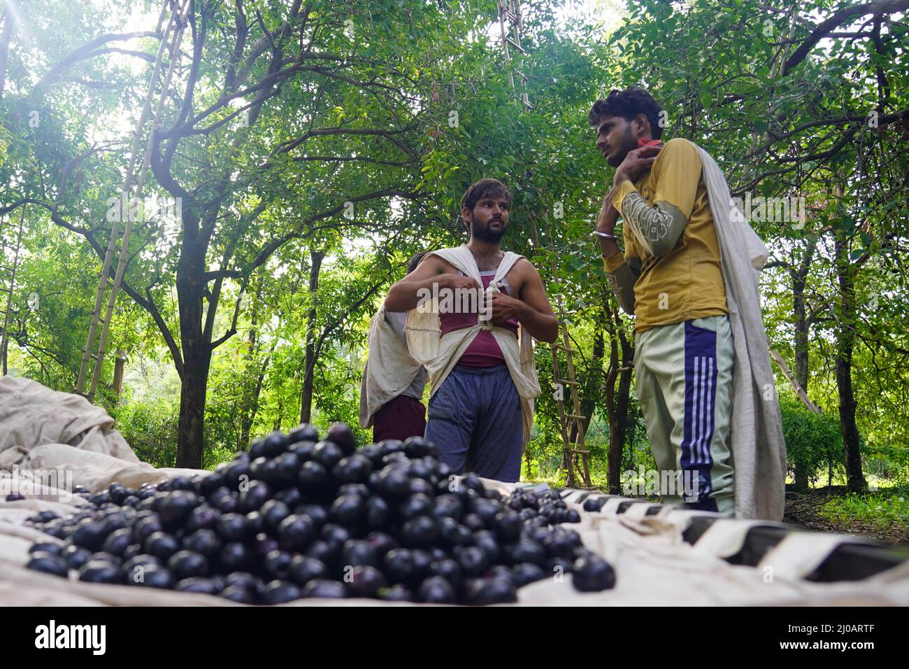 Indian Farmers Picks Jamun (Black Plums) Fruit from a farm in the ...