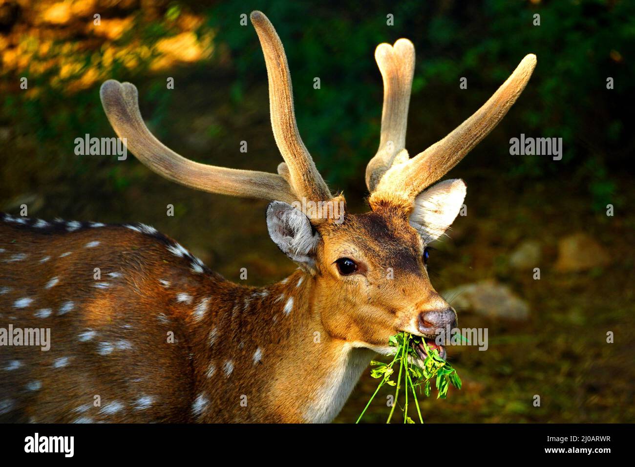 A Spotted Deer Inside the Garden in Pushkar, The Indian State of ...