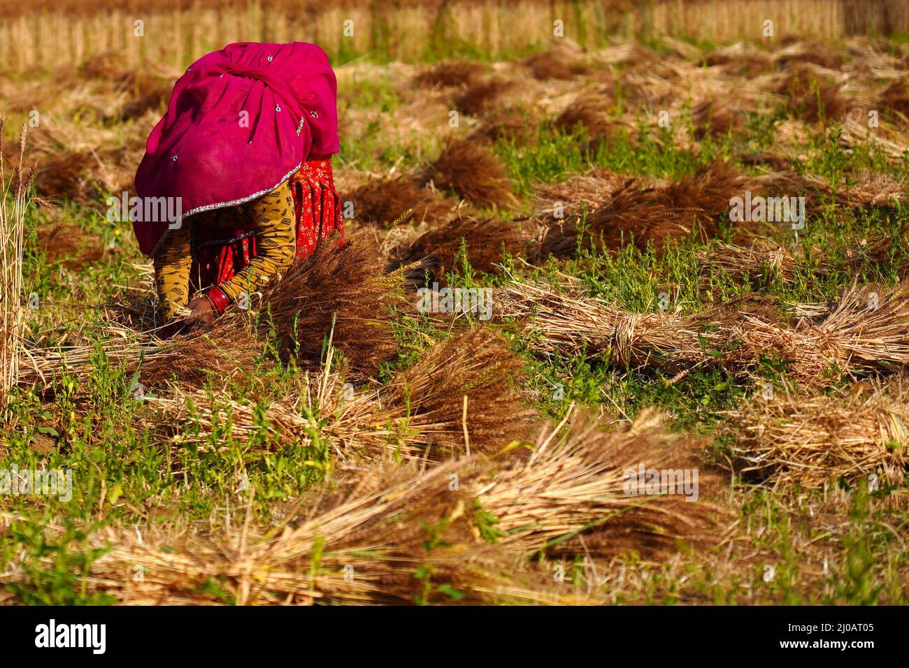 Indian Farmer Harvest Wheat Crop on The Outskirts Of Ajmer, Rajasthan ...