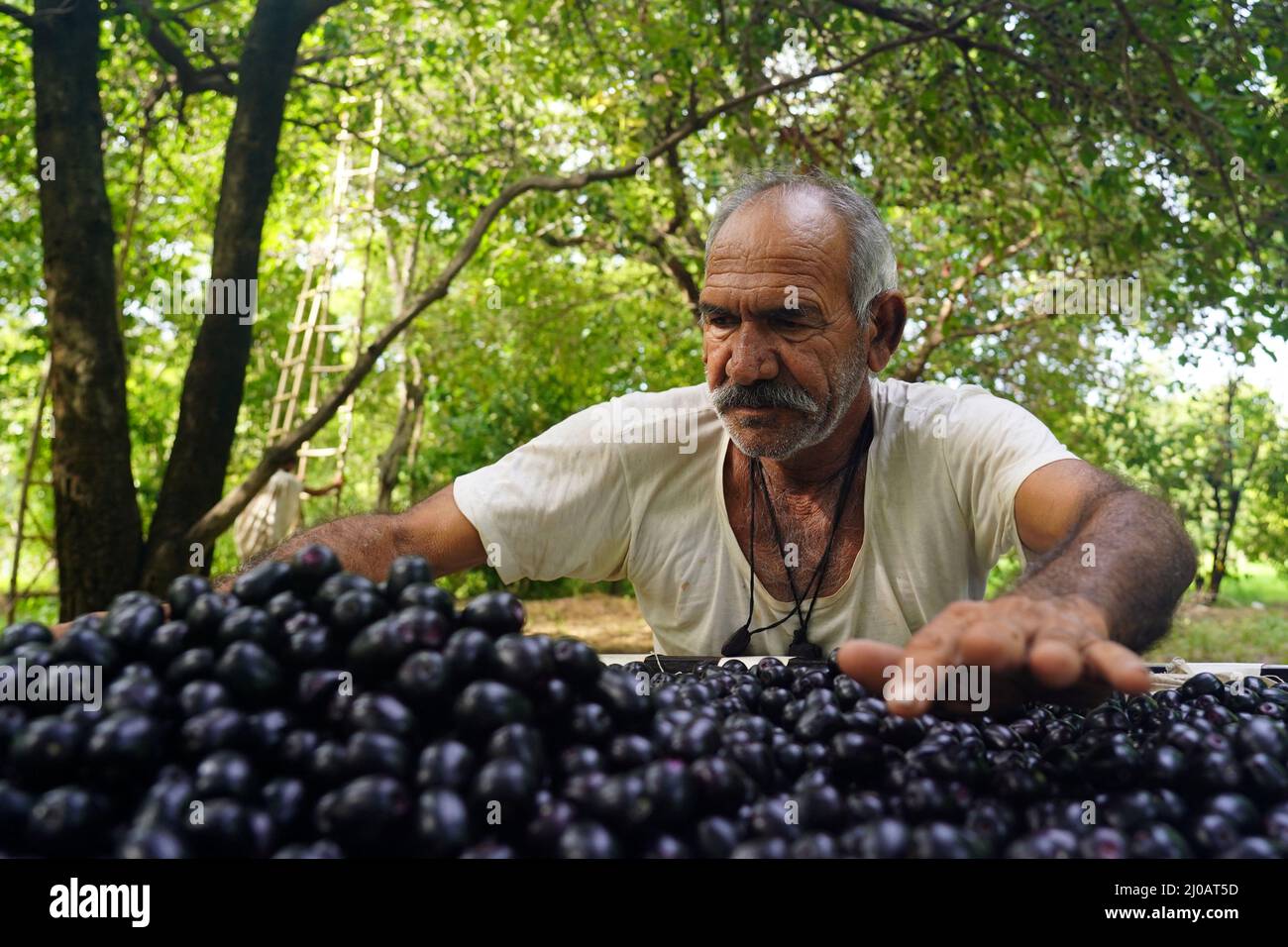 Indian Farmers Picks Jamun (Black Plums) Fruit from a farm in the ...