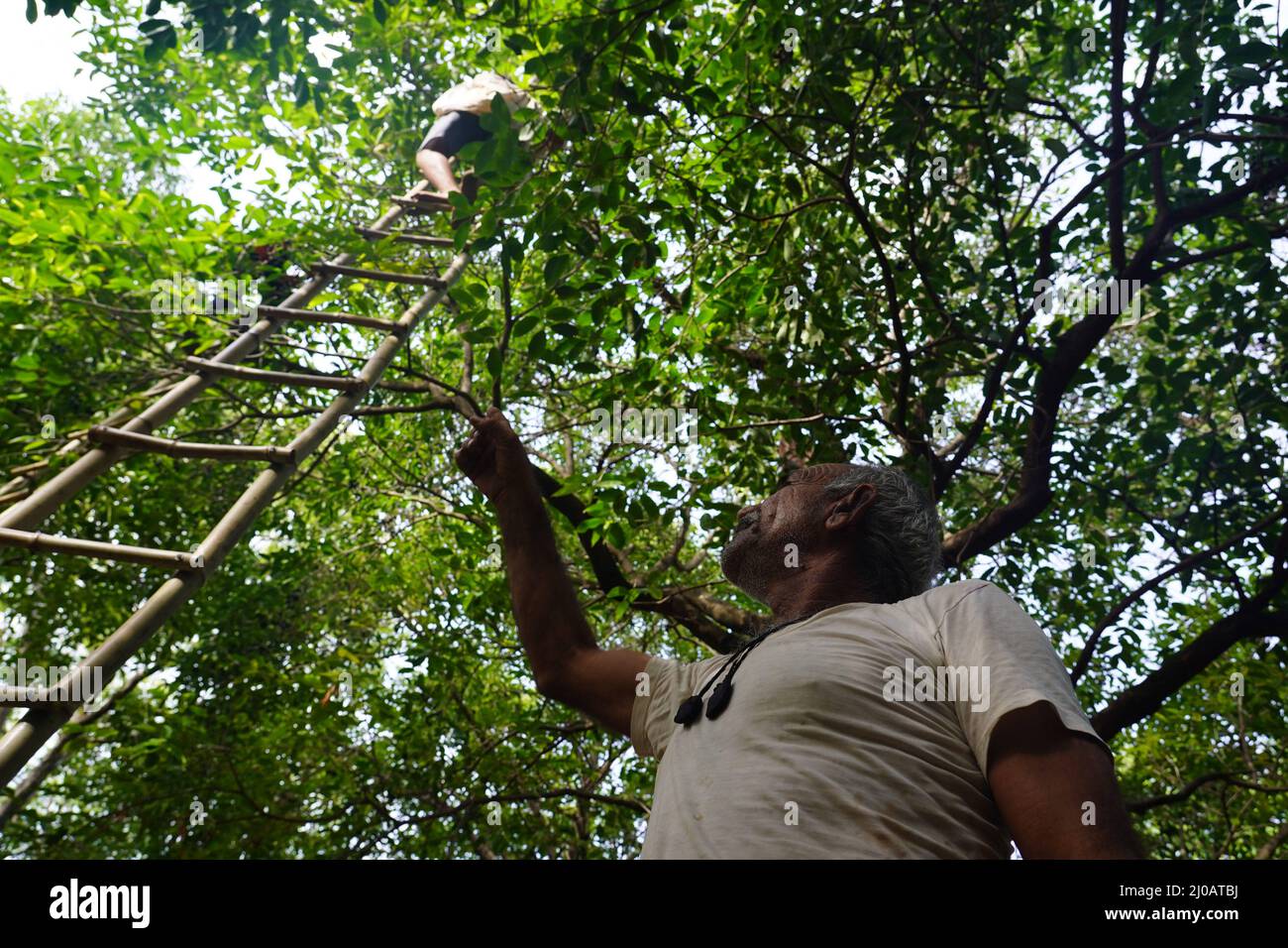 Indian Farmers Picks Jamun (Black Plums) Fruit from a farm in the ...