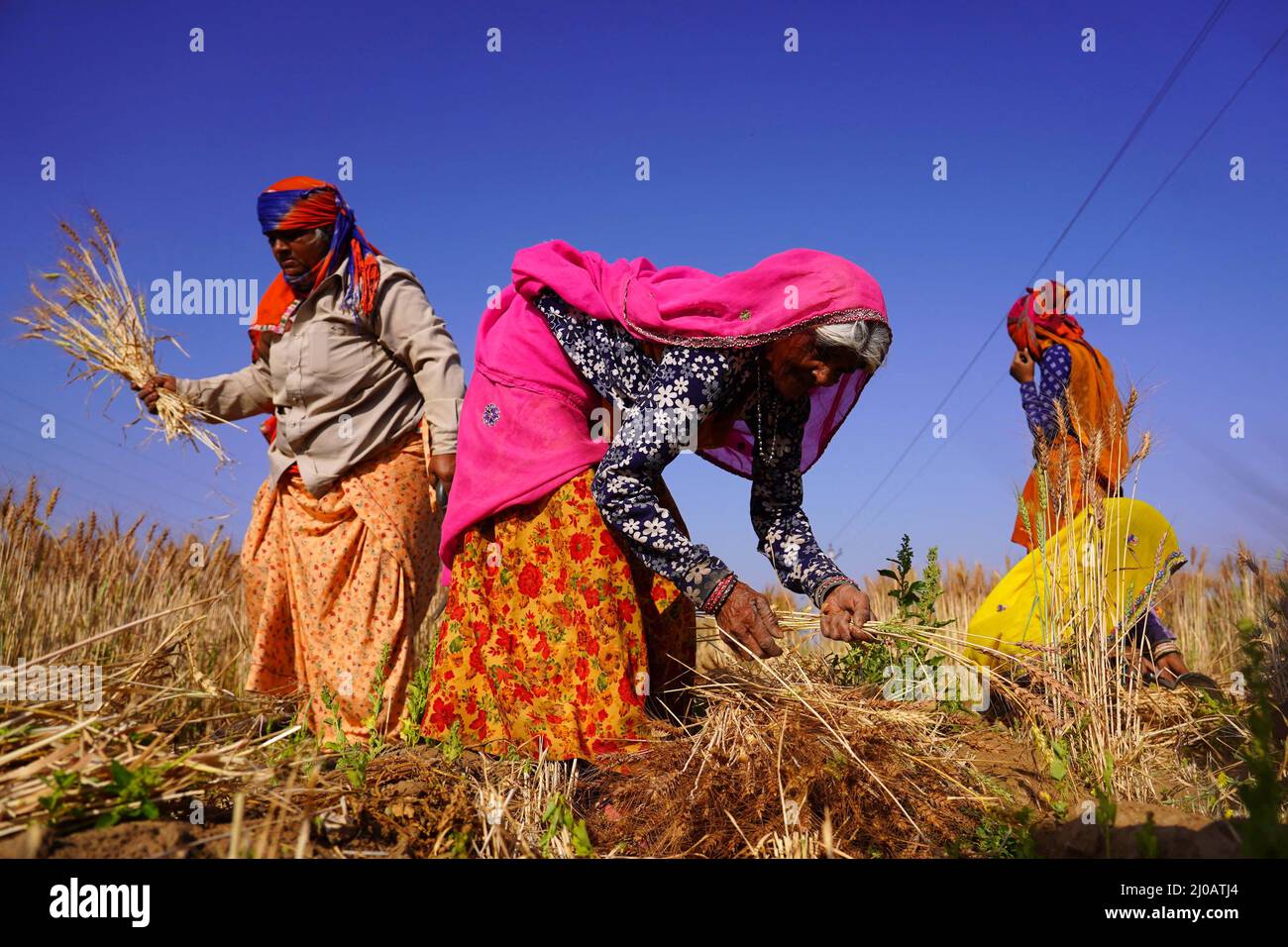 Indian Farmer Harvest Wheat Crop on The Outskirts Of Ajmer, Rajasthan ...