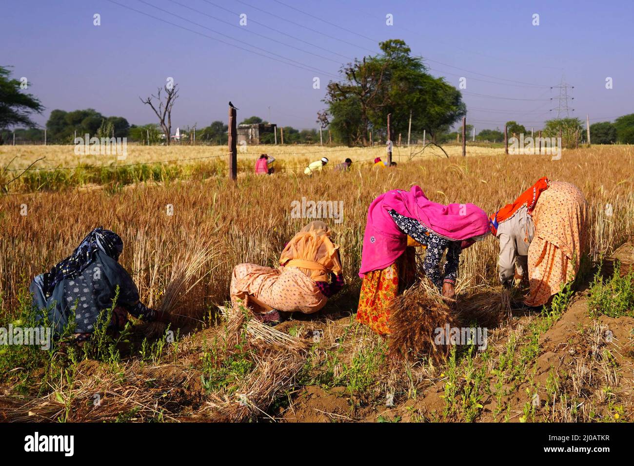 Indian Farmer Harvest Wheat Crop on The Outskirts Of Ajmer, Rajasthan ...
