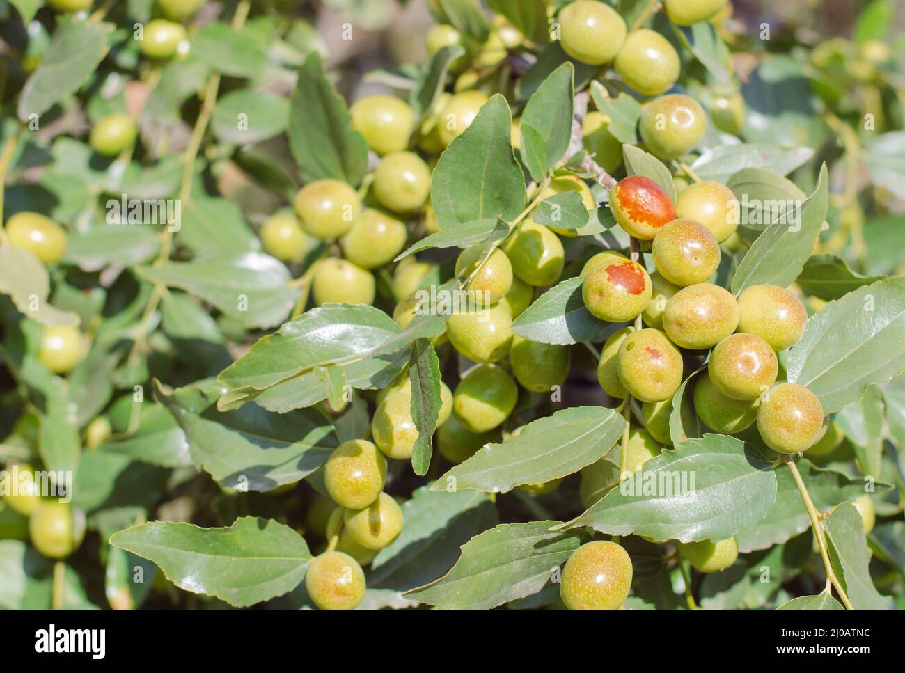 Branches of a tree with jojoba fruits. Juicy fruits of Chinese date on ...