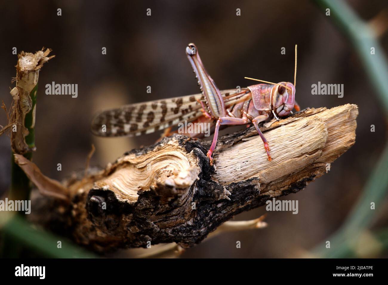 Locust swarms hi-res stock photography and images - Alamy