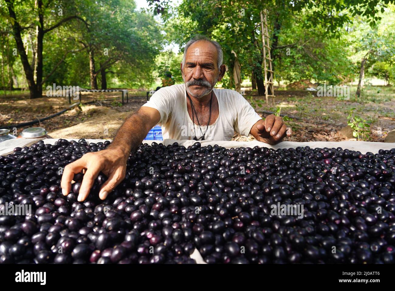 Indian Farmers Picks Jamun (Black Plums) Fruit from a farm in the ...