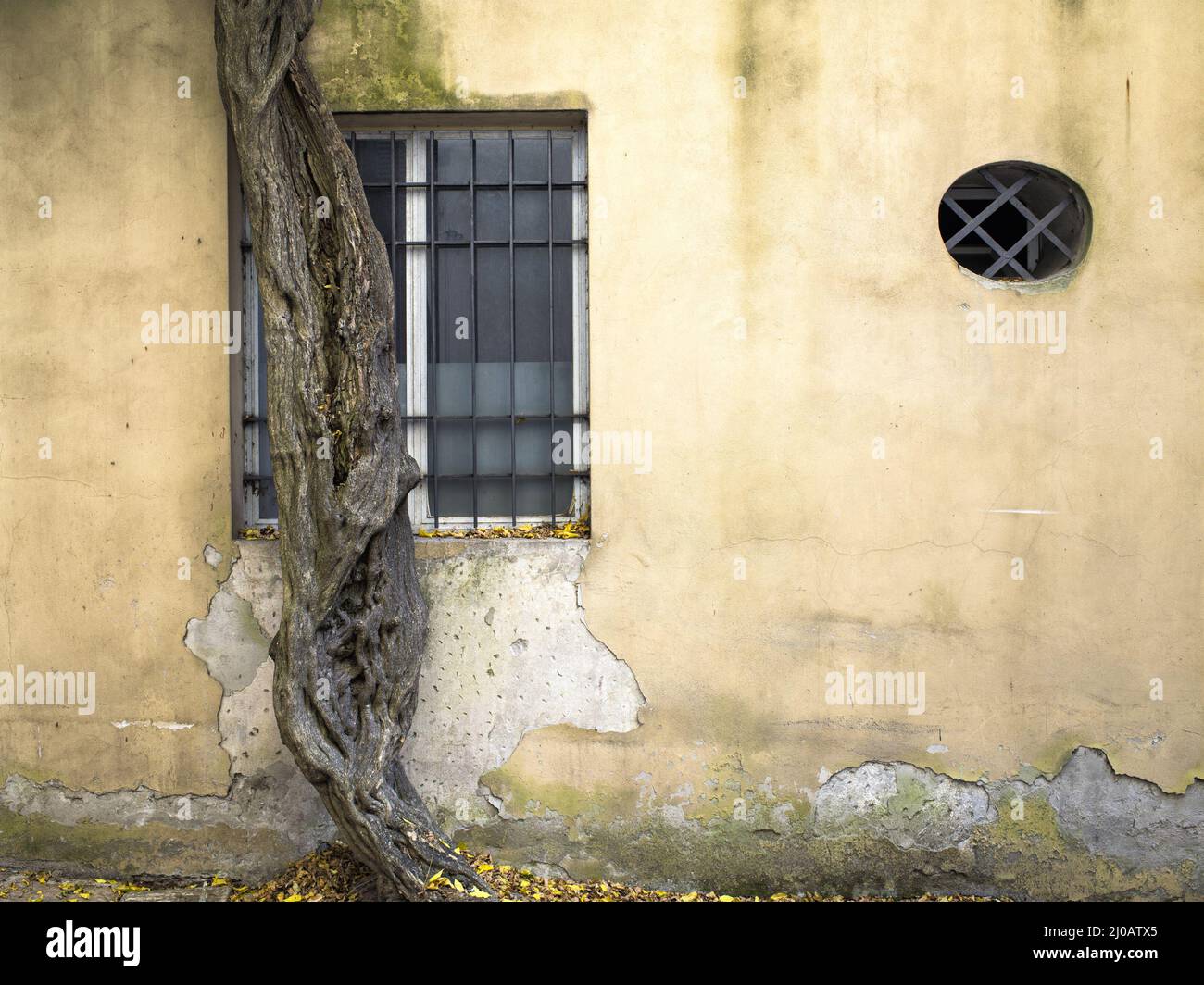 Old wall with window and tree in front of it Stock Photo - Alamy