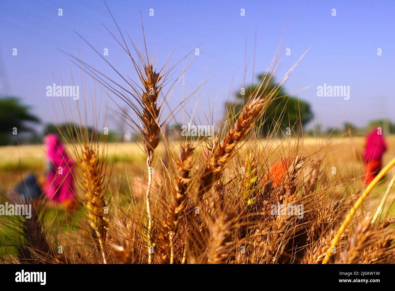 Indian Farmer Harvest Wheat Crop on The Outskirts Of Ajmer, Rajasthan ...
