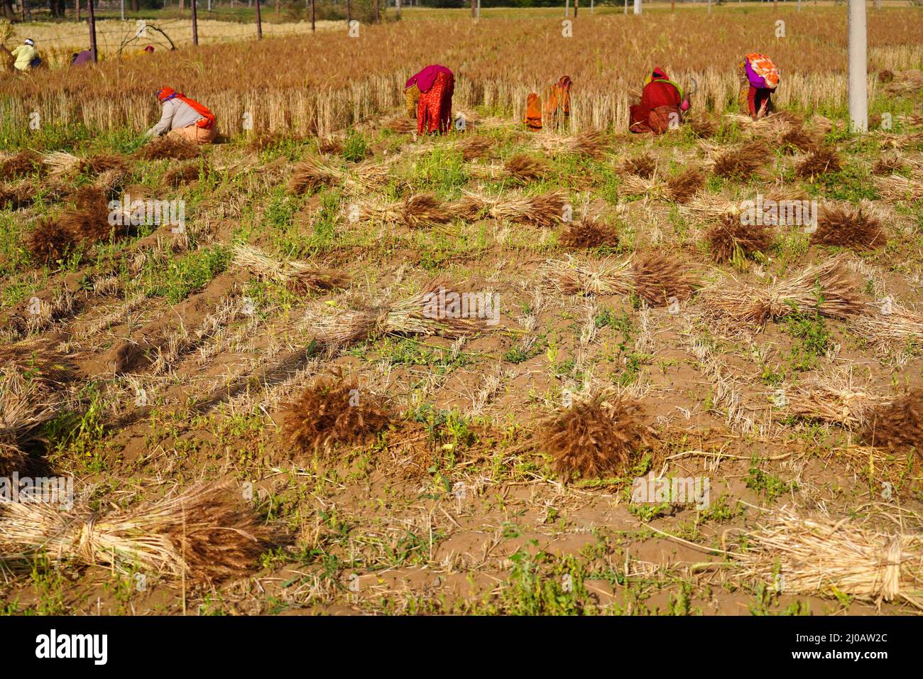 Indian Farmer Harvest Wheat Crop on The Outskirts Of Ajmer, Rajasthan ...