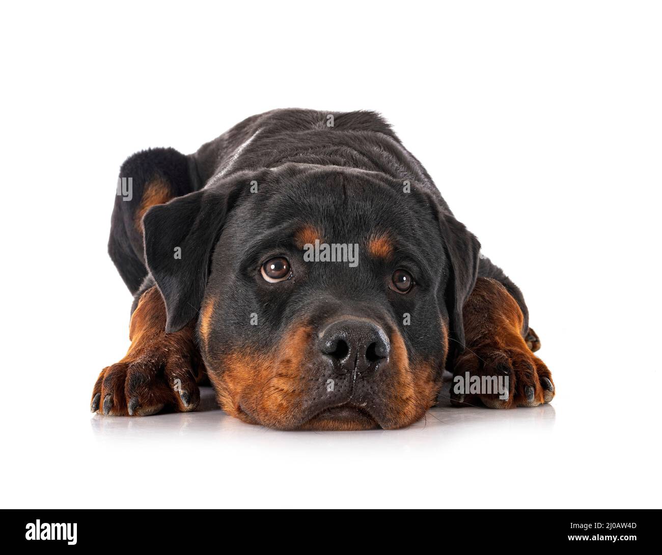 purebred rottweiler in front of white background Stock Photo - Alamy