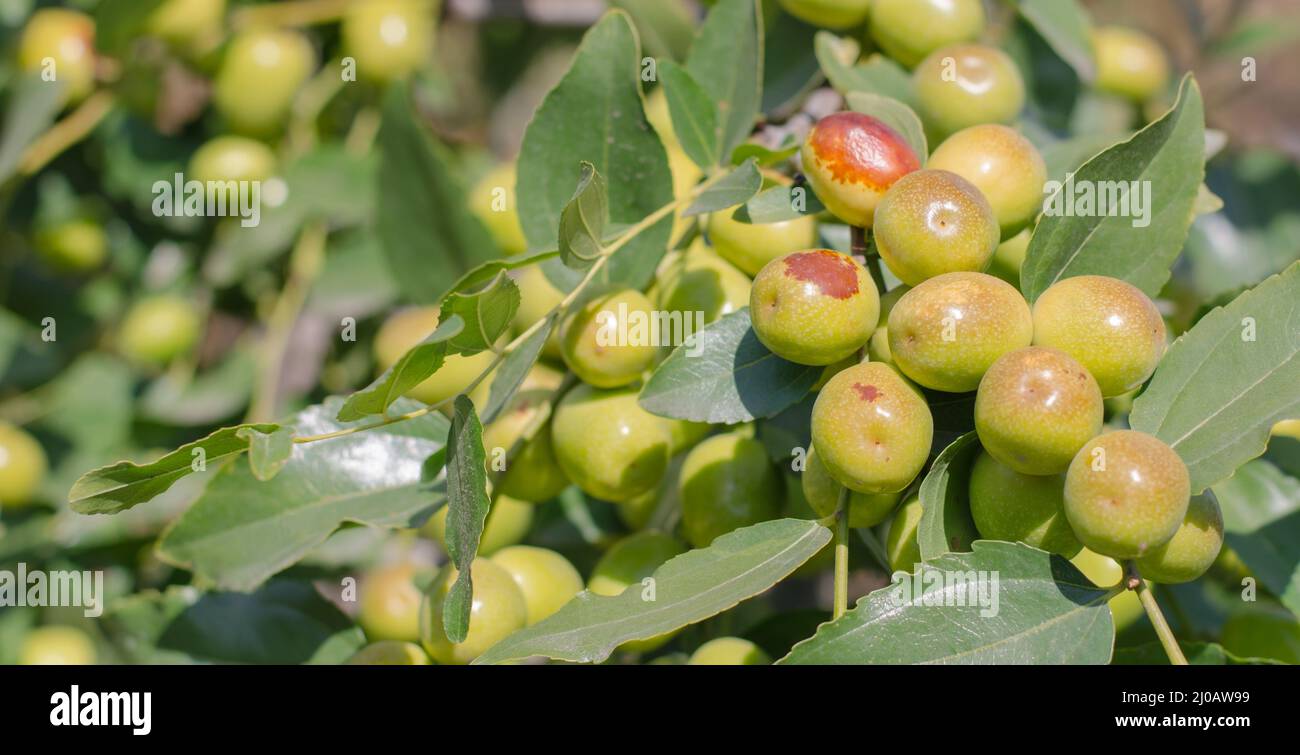 Ripe fruits of Chinese date on a tree branch, jojoba Stock Photo - Alamy