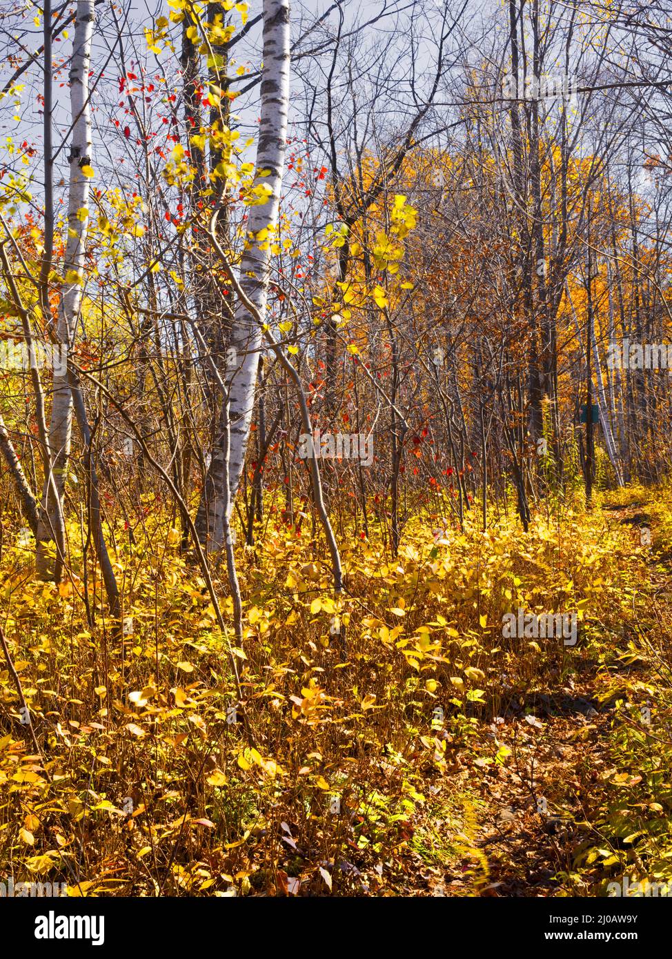 Vegetation colors hi-res stock photography and images - Alamy