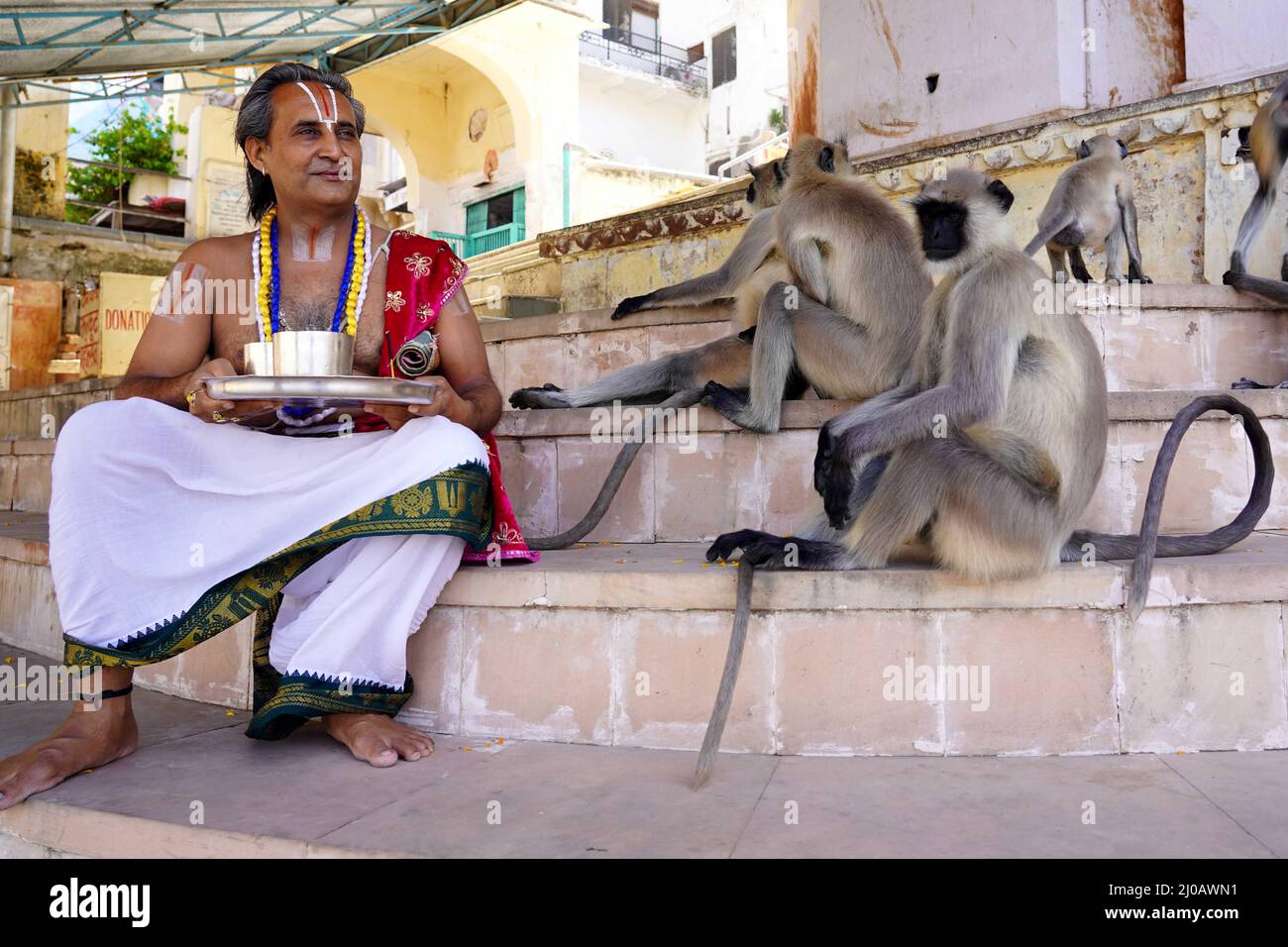 A Hindu Priest playing with Langur Monkey after the performs morning ...
