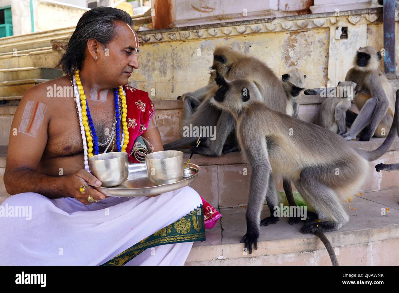 A Hindu Priest playing with Langur Monkey after the performs morning ...