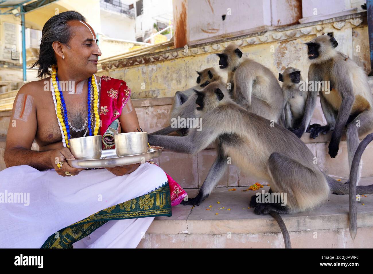 A Hindu Priest playing with Langur Monkey after the performs morning ...