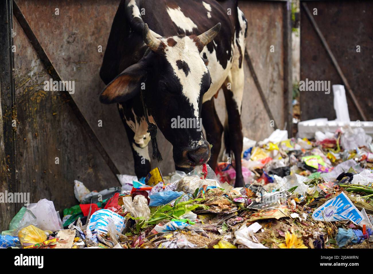 A cow eats plastic at a garbage dump on the evening of 'World ...