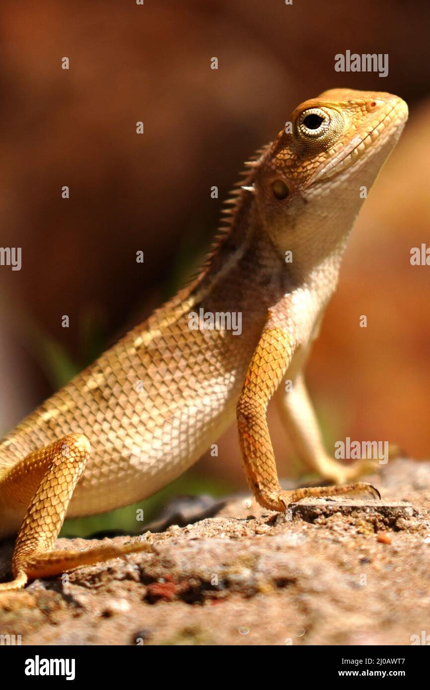 A Chameleon walks in the Garden in Ajmer, Rajasthan , India on 22 May ...
