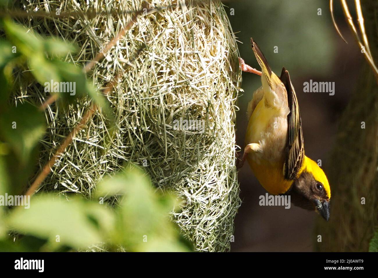 A Baya Weaver (Ploceus Philippinus) builds its nest on the Outskirts Village of Ajmer, Rajasthan ...