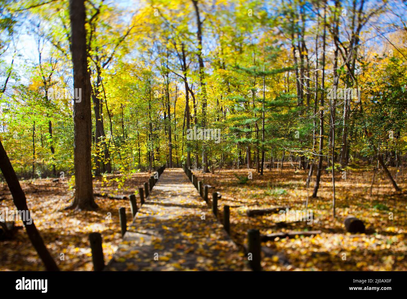 Autumn Walk Trees Path