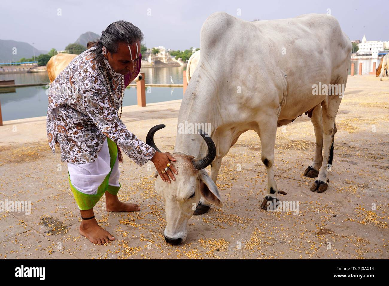 Hindu Priest offers prayers to a cow on the occassion of Guru Purnima ...