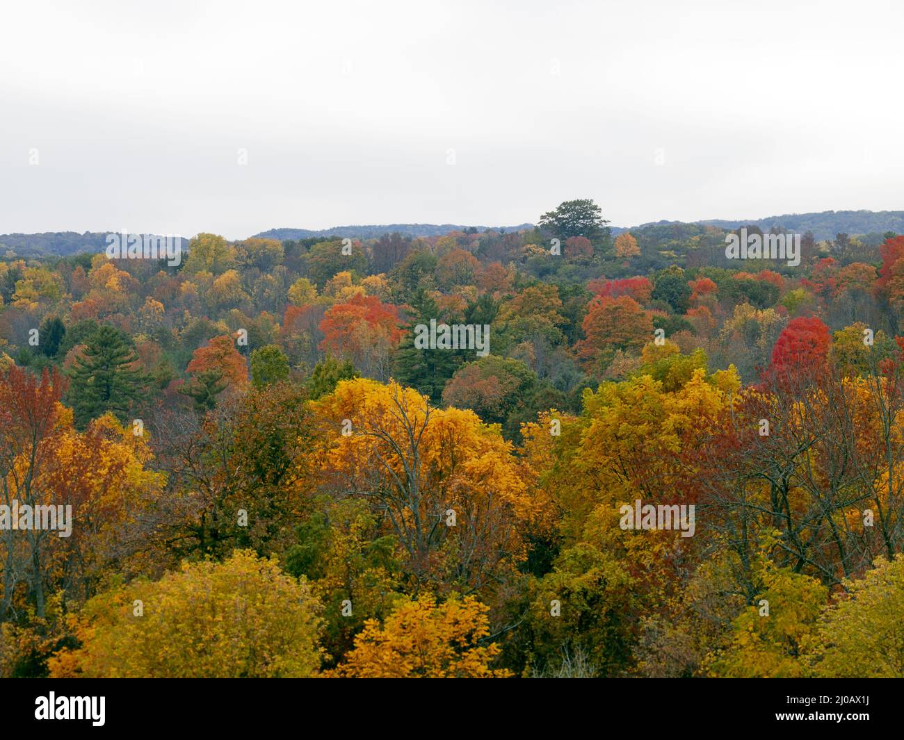 Autumn foliage in dense hi-res stock photography and images - Alamy