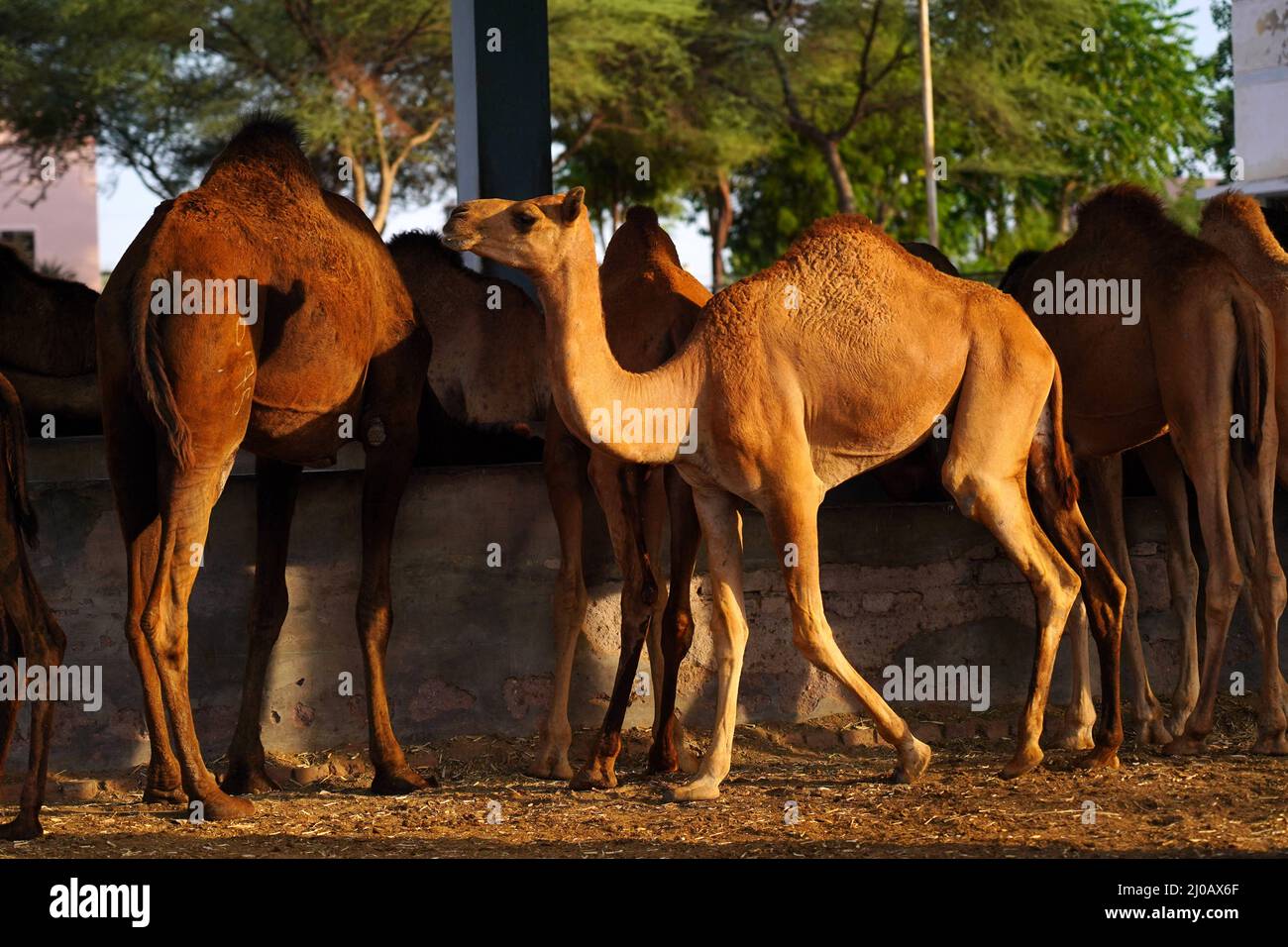 A Herd of camels at a camel research farm in Bikaner in India's western ...