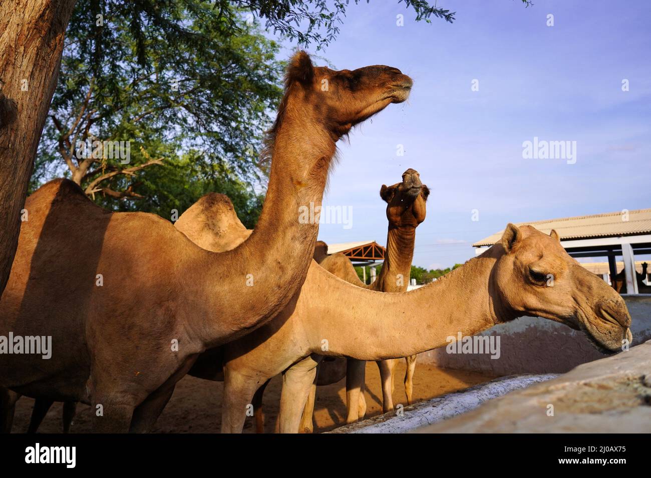 A Herd of camels at a camel research farm in Bikaner in India's western ...