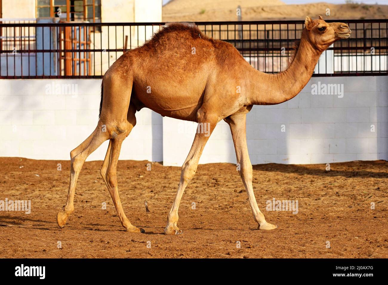 A Herd of camels at a camel research farm in Bikaner in India's western ...