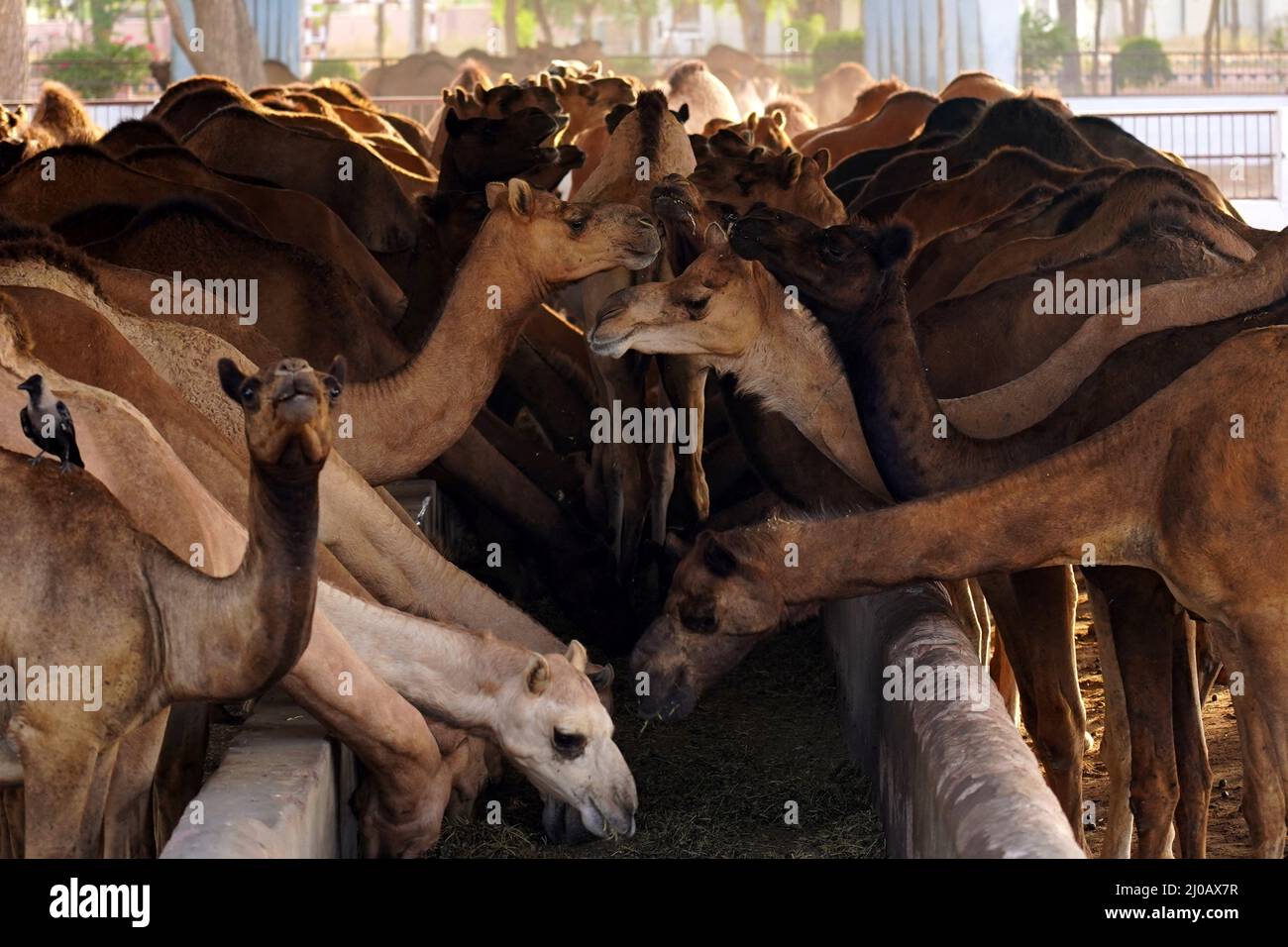 A Herd of camels at a camel research farm in Bikaner in India's western ...