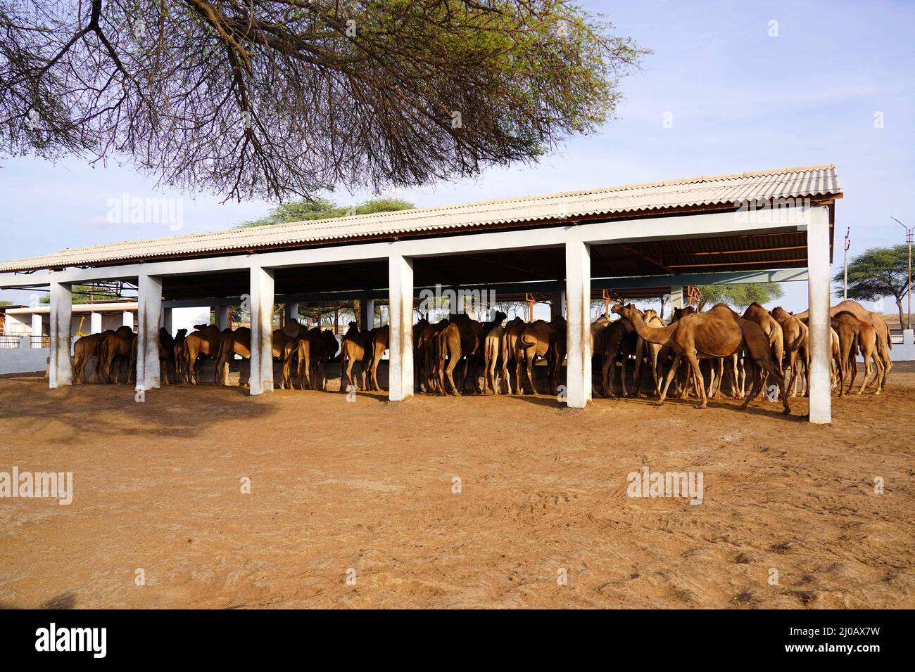 A Herd of camels at a camel research farm in Bikaner in India's western ...