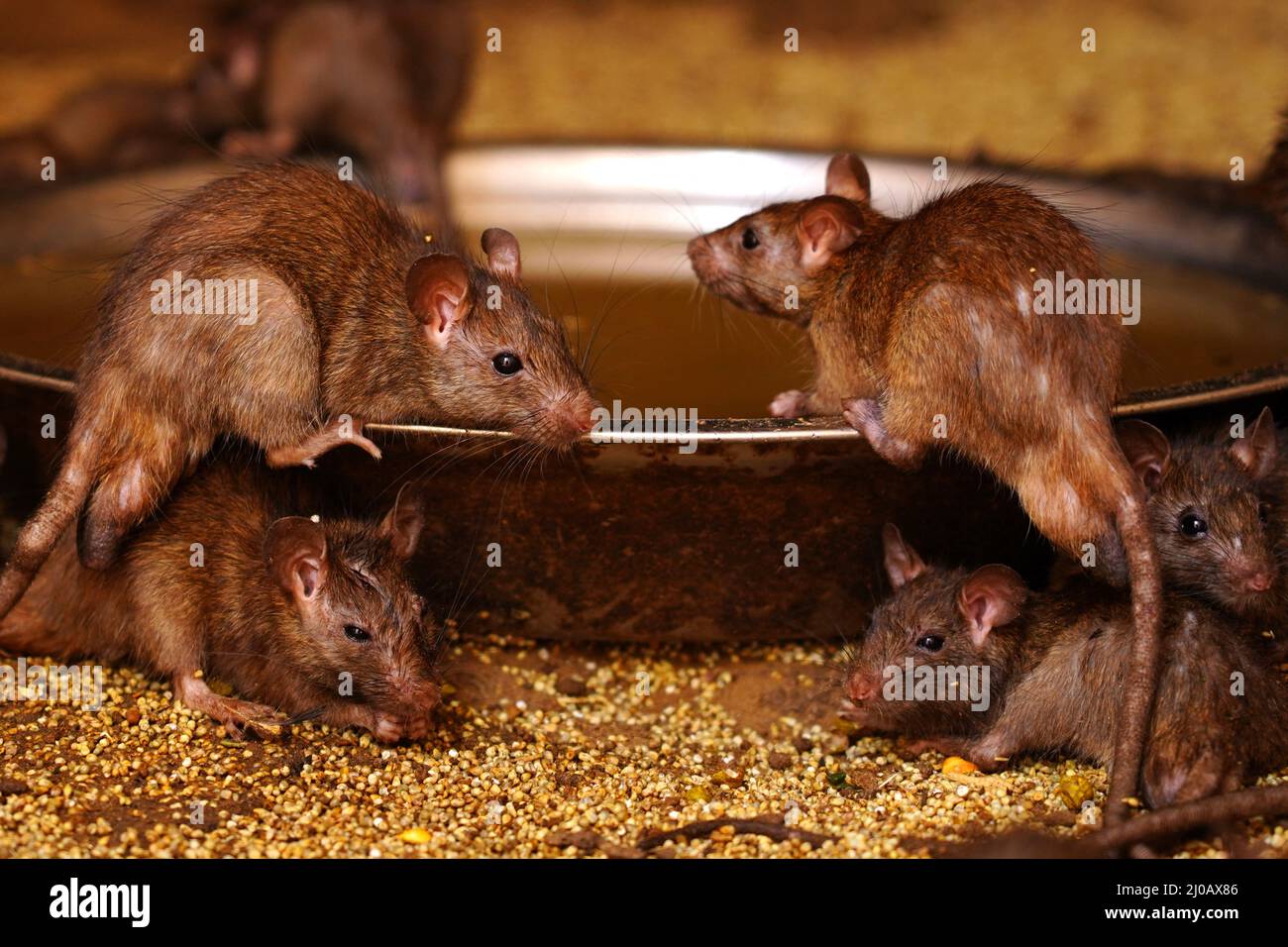 Rats at the Karni Mata Temple in Deshnoke near Bikaner, Rajasthan ...