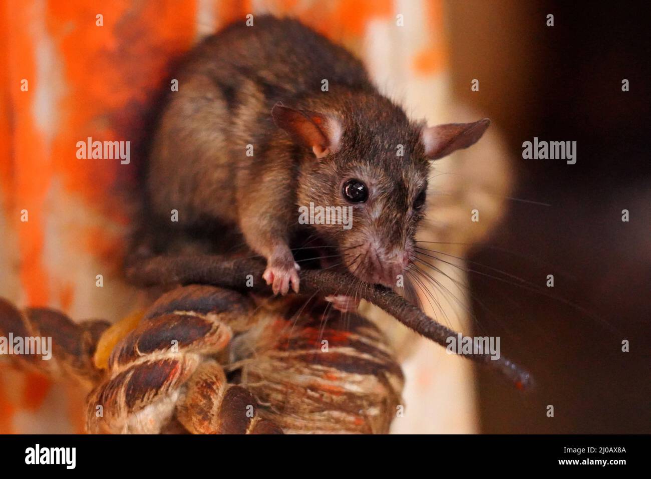 Rats at the Karni Mata Temple in Deshnoke near Bikaner, Rajasthan ...