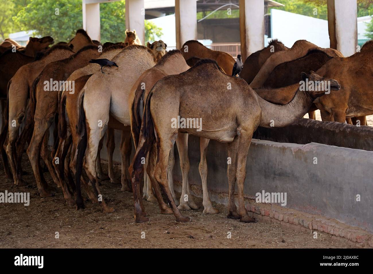 A Herd of camels at a camel research farm in Bikaner in India's western ...