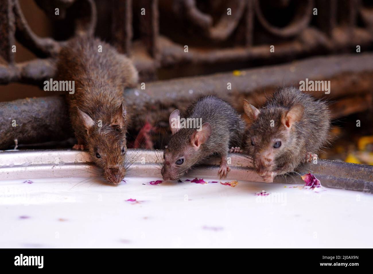 Rats Drink from bowl of milk at the Karni Mata temple in Deshnoke near ...