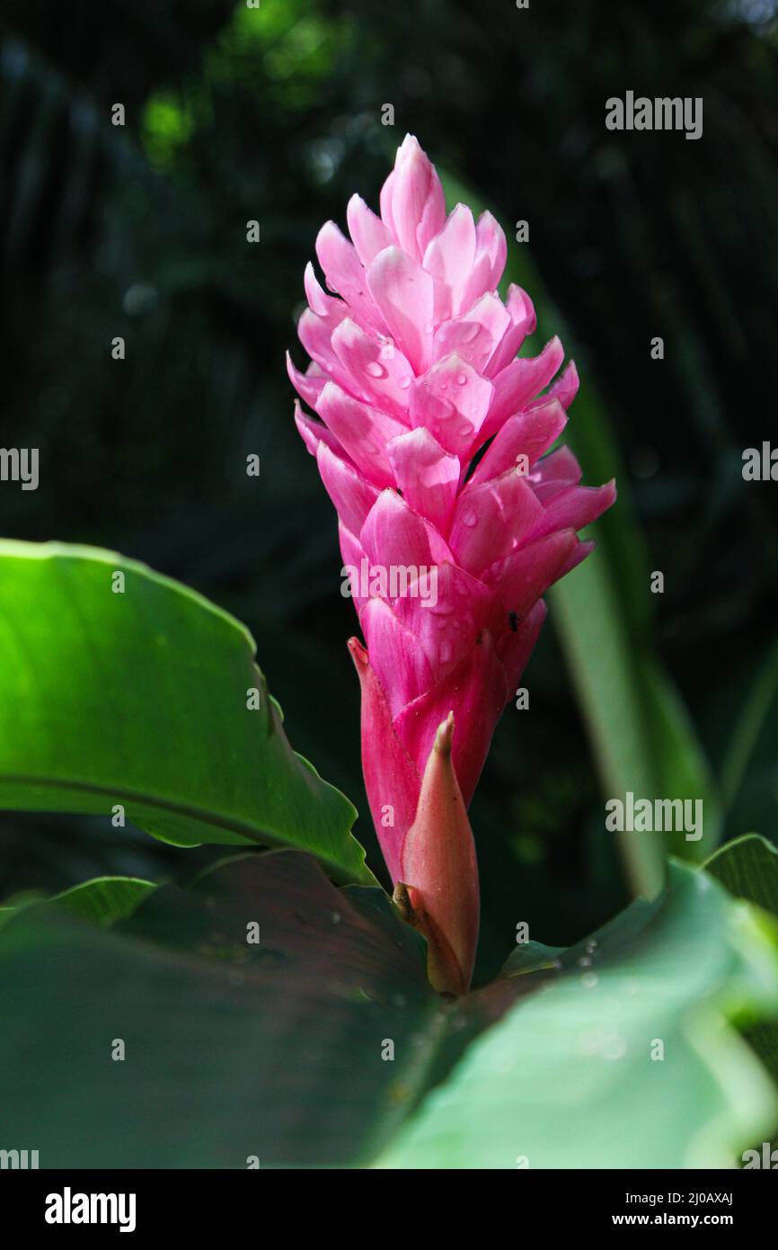 Closeup pink ginger flower hi-res stock photography and images - Alamy