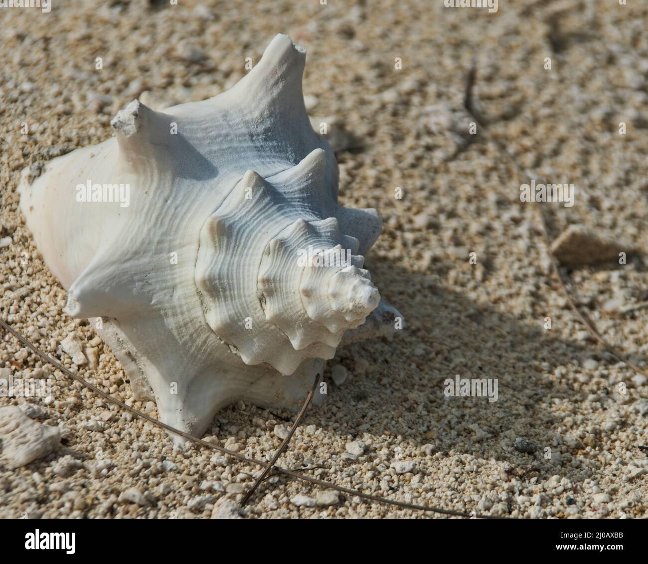 Conch shell on beach Stock Photo - Alamy