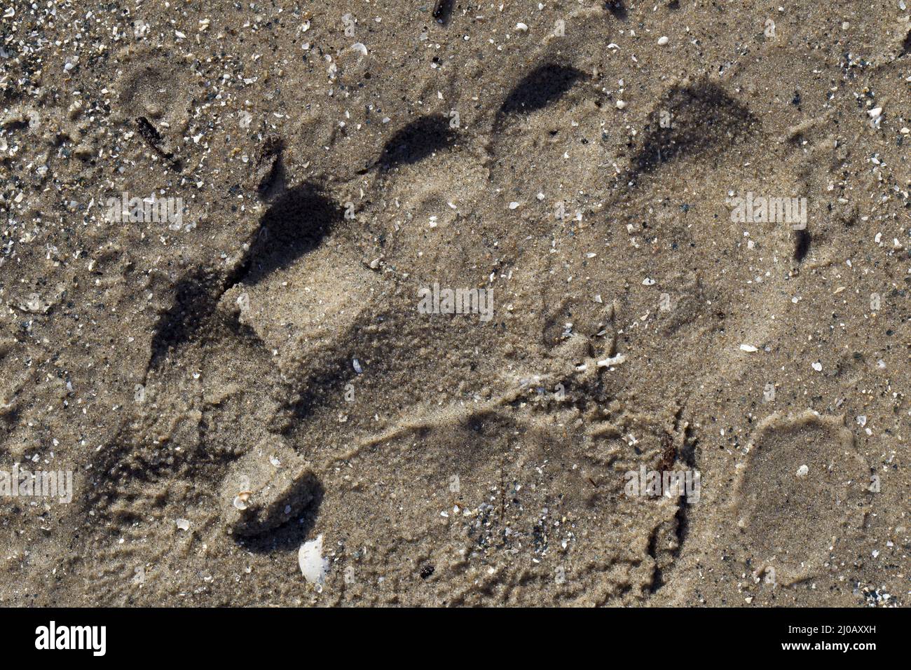 Footprint on sand Stock Photo - Alamy