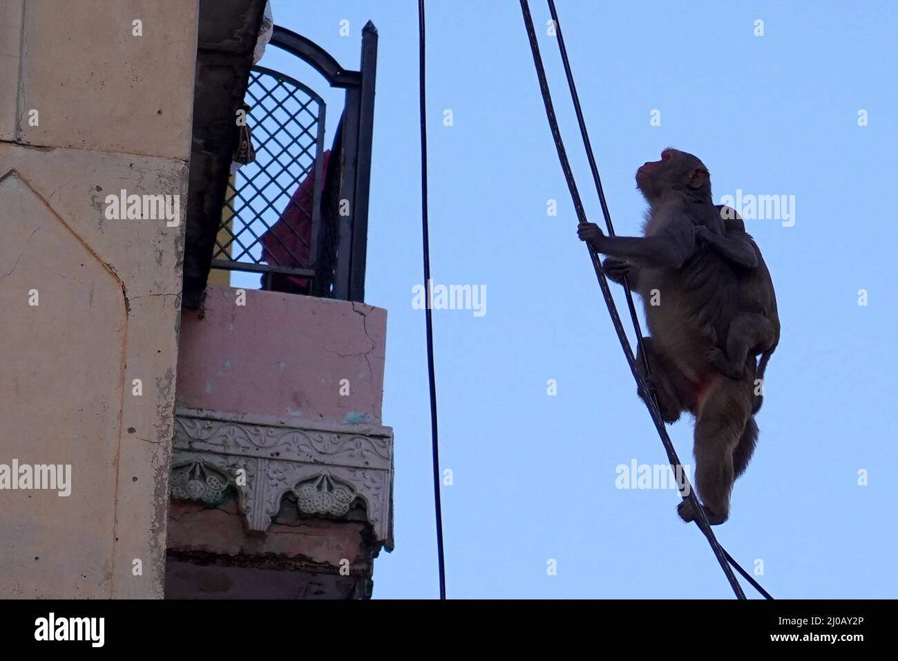 A monkey crosses a street using over-head power lines in Ajmer ...