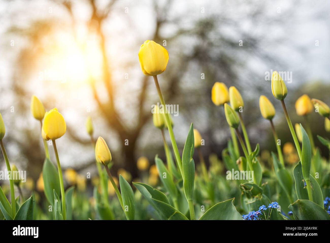 Beautiful spring tulip flowers in park in Prague Stock Photo - Alamy
