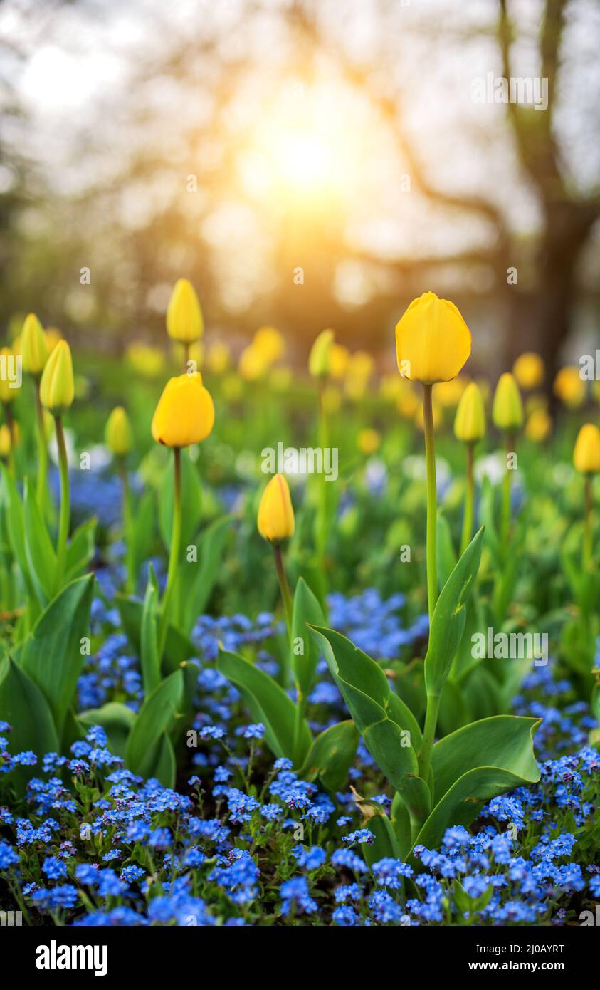 Beautiful spring tulip flowers in park in Prague Stock Photo - Alamy