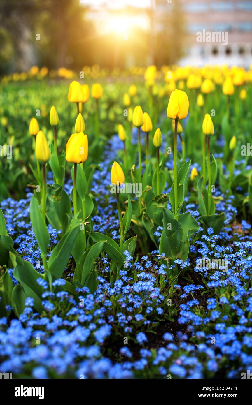 Beautiful spring tulip flowers in park in Prague Stock Photo - Alamy