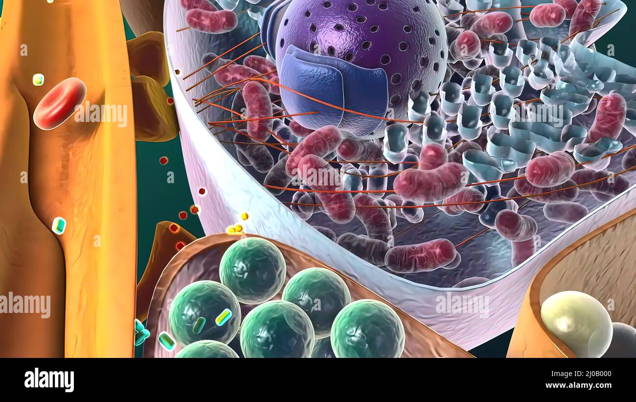 3d Illustration Precursor Protein High Resolution Stock Photography and ...