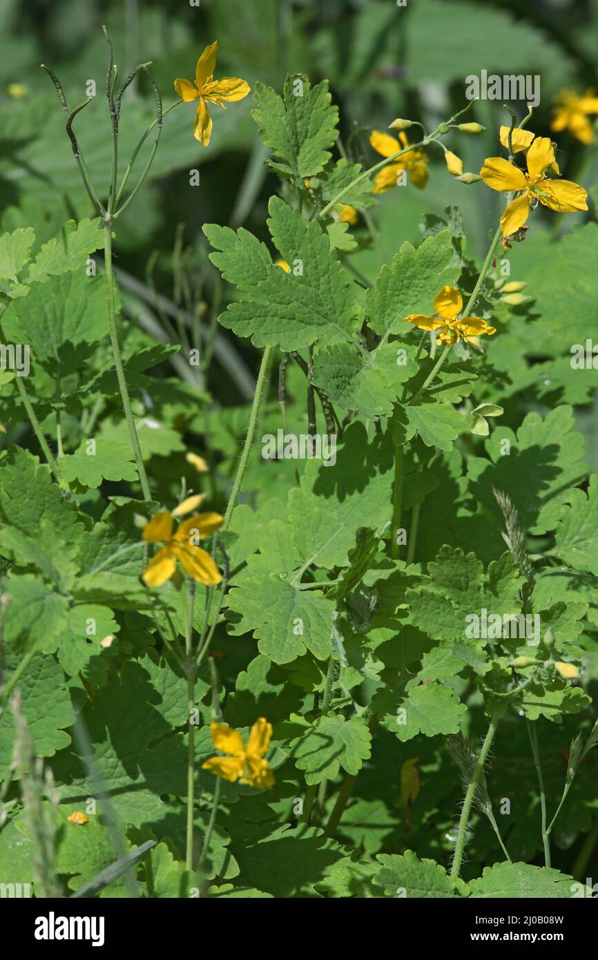 Plants chelidonium hi-res stock photography and images - Alamy